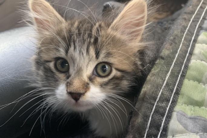 My New Kitty Scrolller