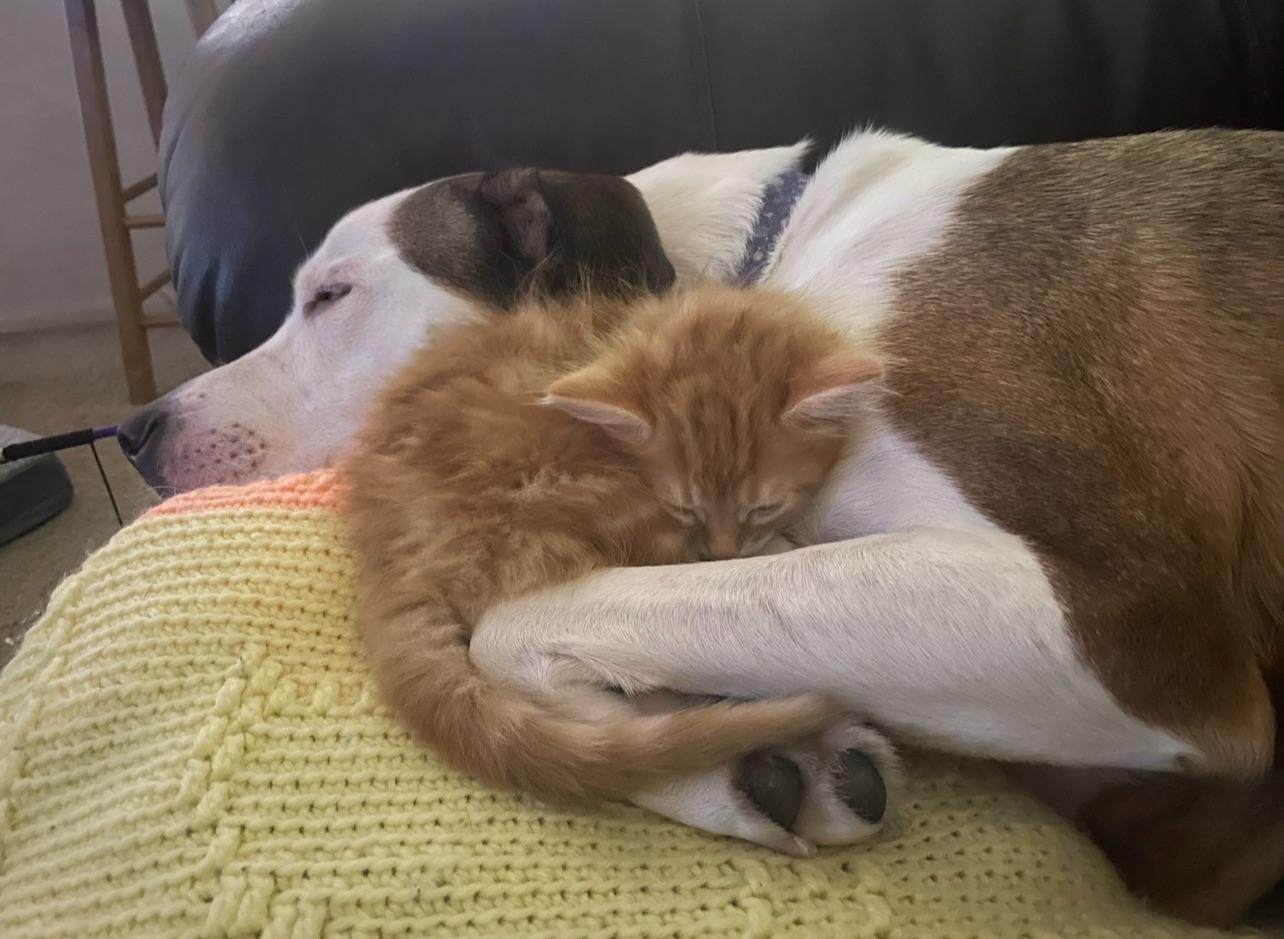 Dog of the underworld and Cat of the Sun, Hades and Apollo | Scrolller