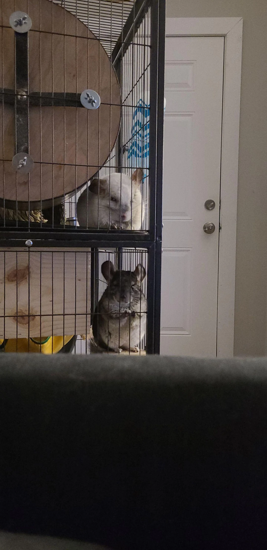 My babies | Scrolller