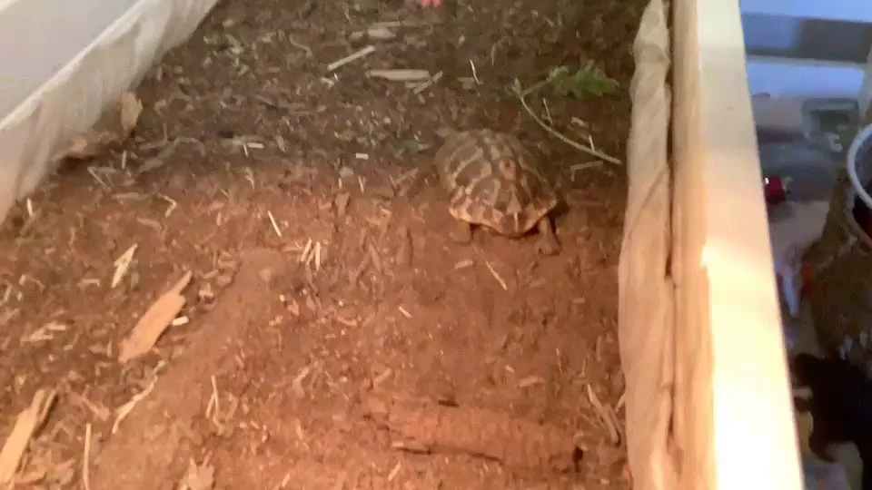 Our pet tortoise loves having his shell scratched | Scrolller