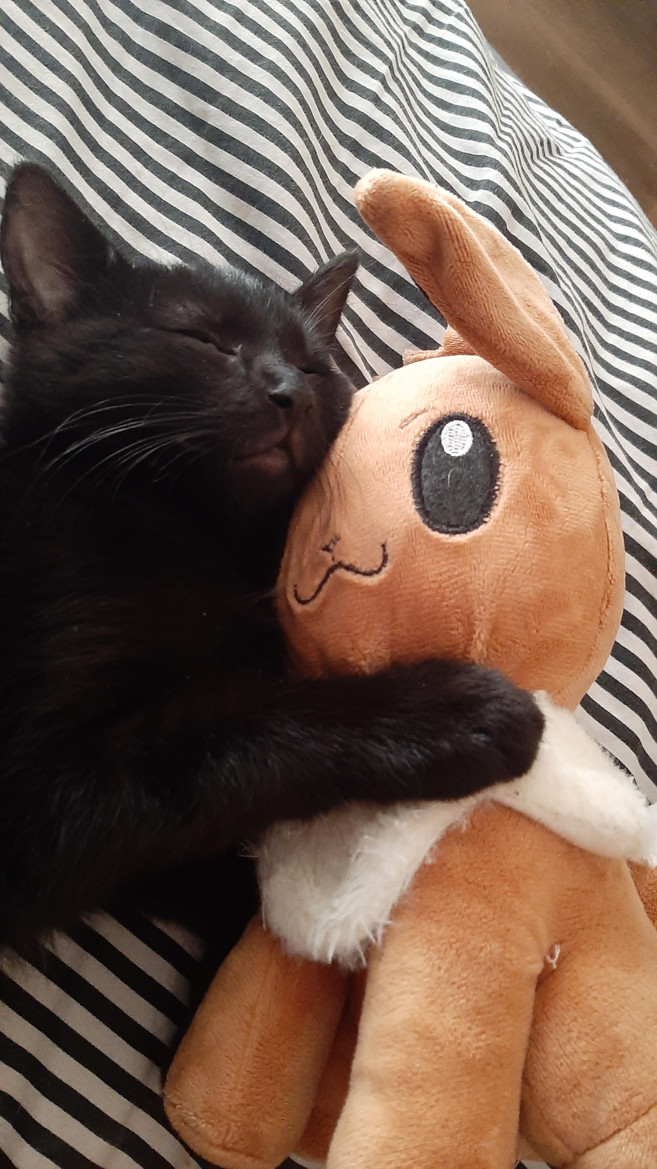 My kitty hugging my Eevee plushie to sleep | Scrolller