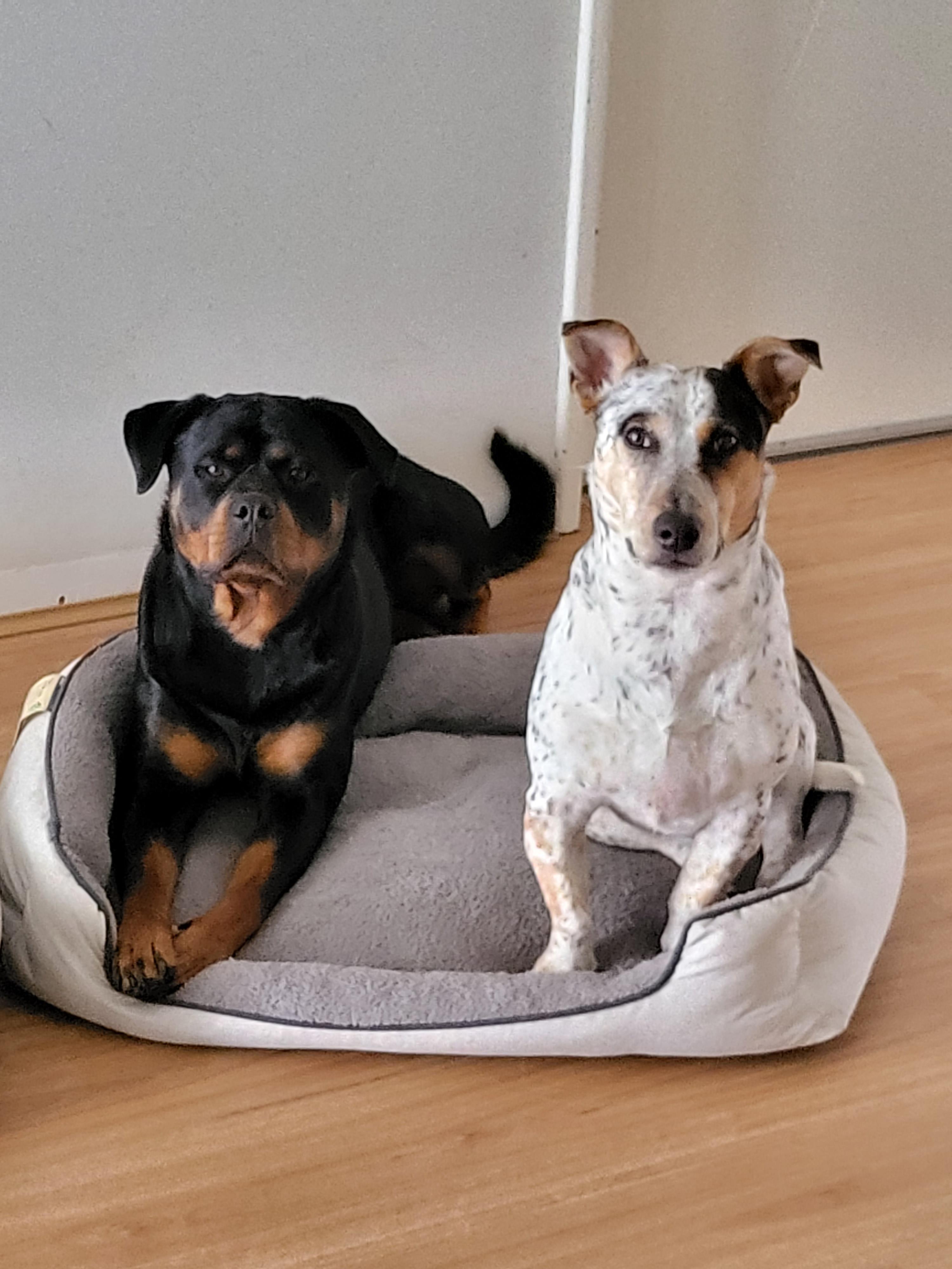 Meet Layla, 18m Rottie and Parker, 2yo mixed breed | Scrolller