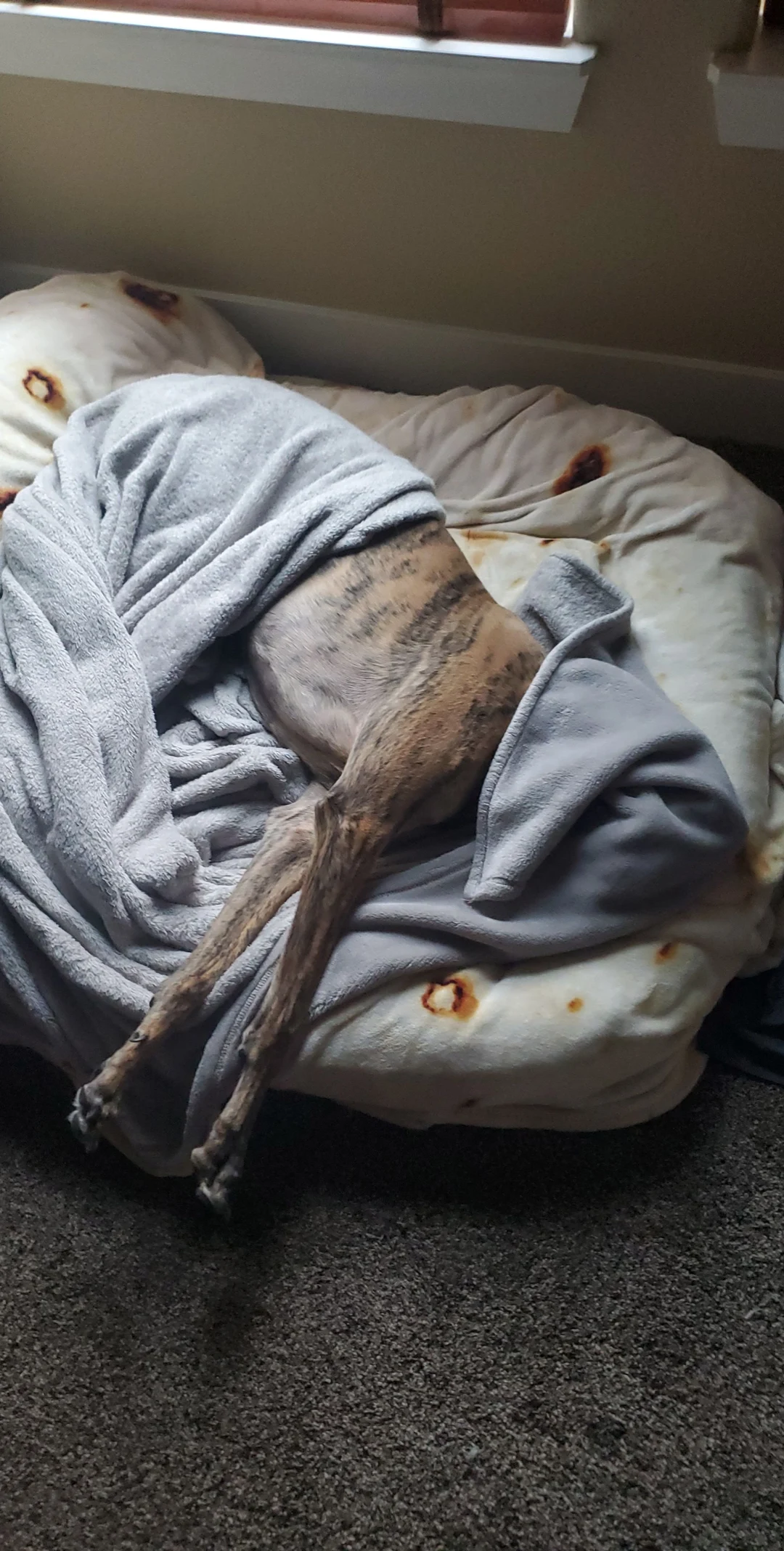 Only way to keep the snoot warm | Scrolller