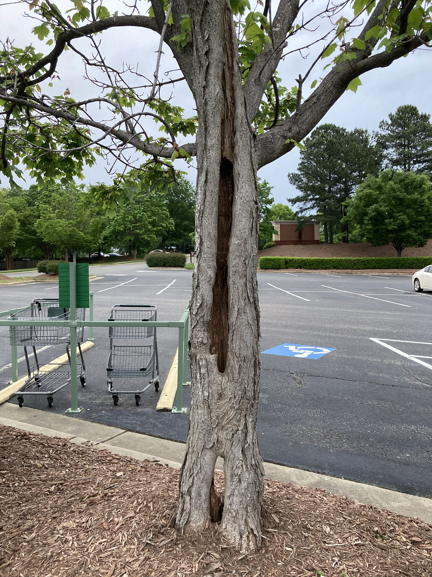 This tree has a hole all the way through its trunk | Scrolller