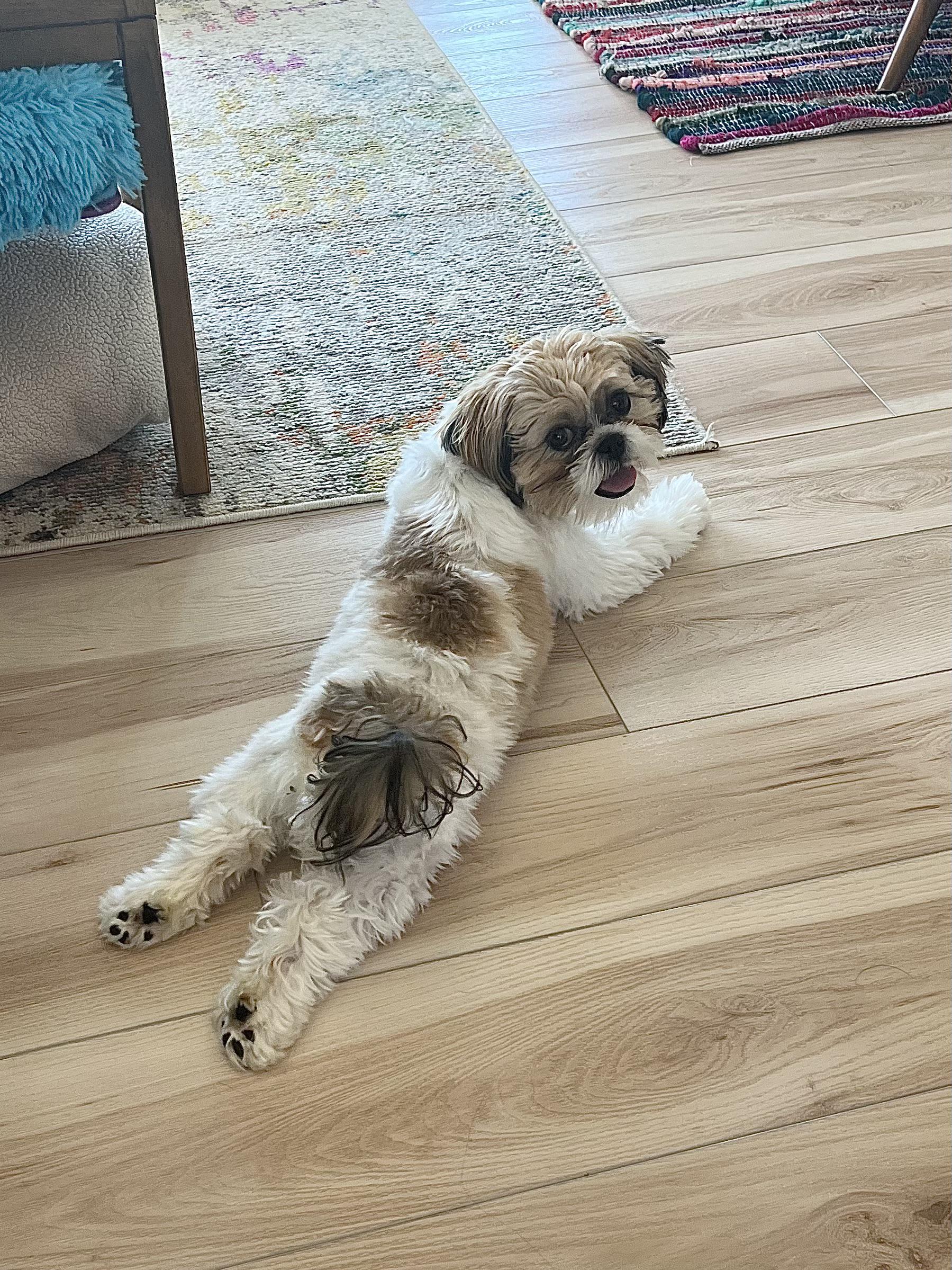 Spiciest little pup | Scrolller