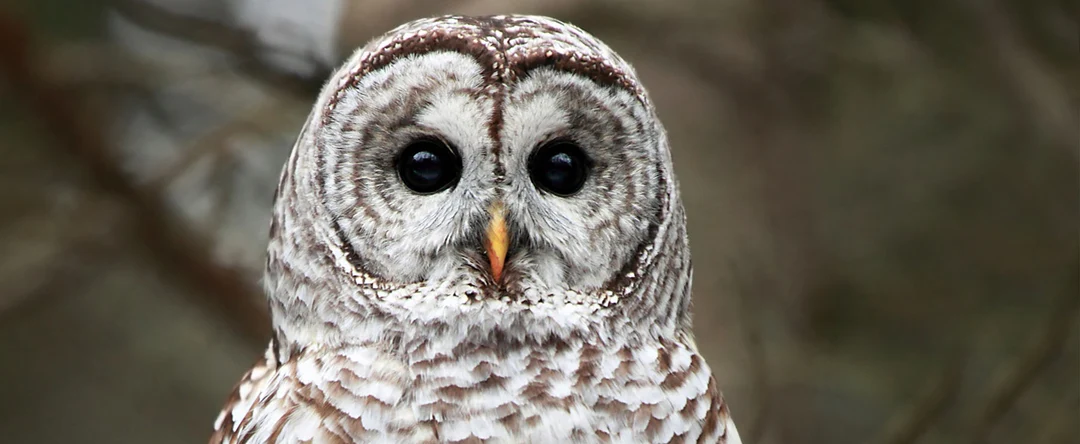 cute owl | Scrolller