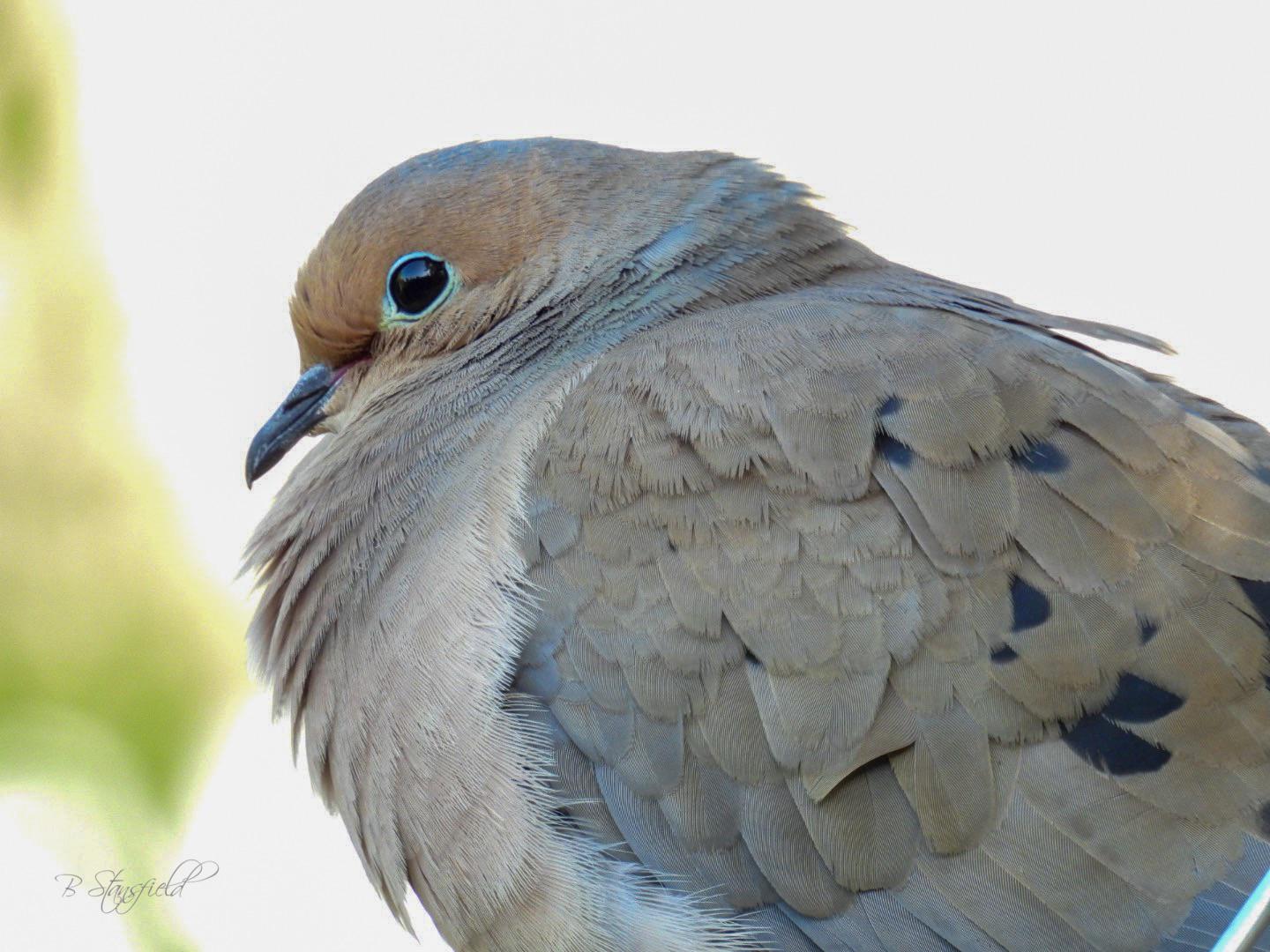 Mourning dove in Dayton, Ohio | Scrolller