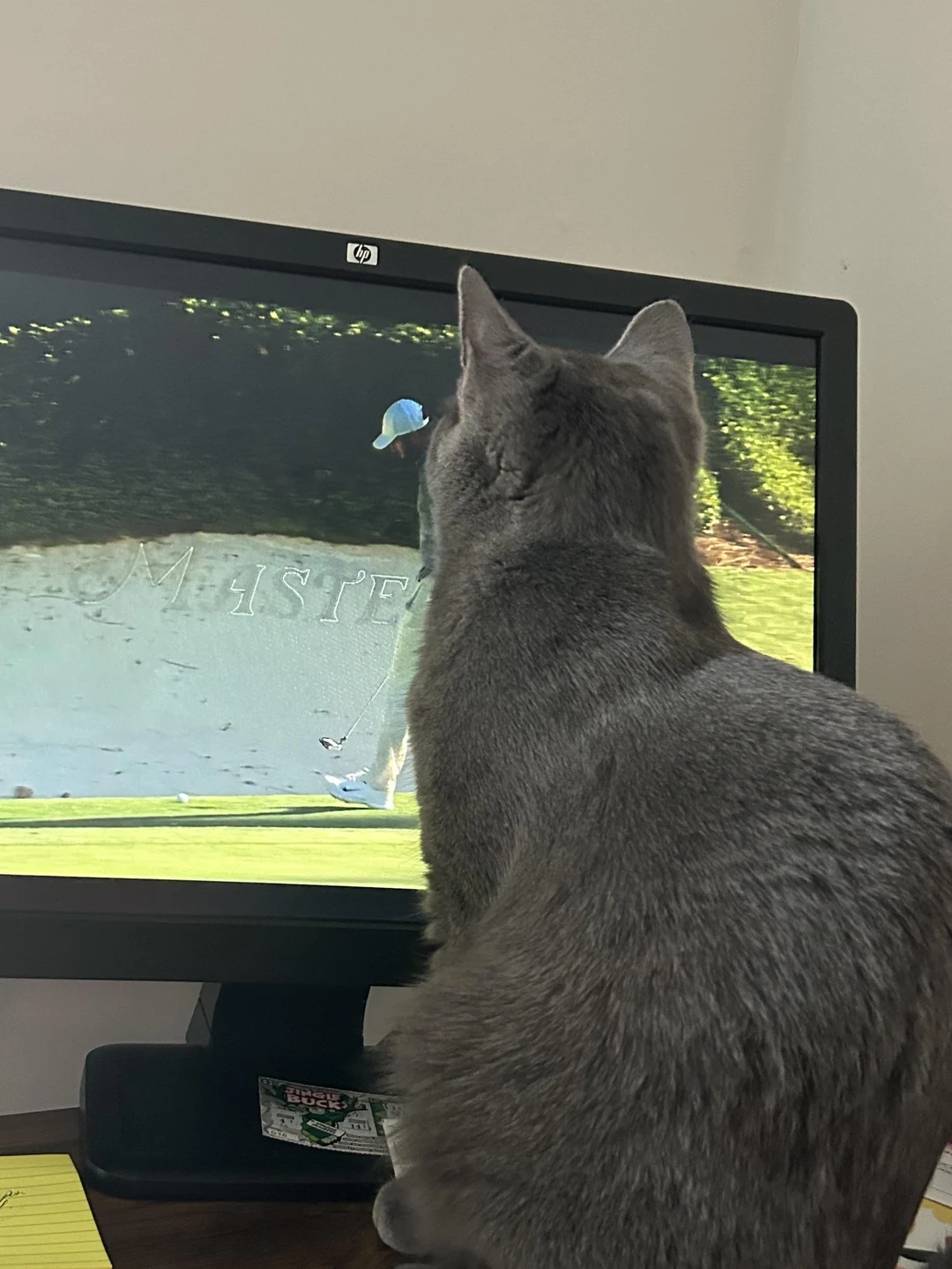 Squirrel is digging it | Scrolller