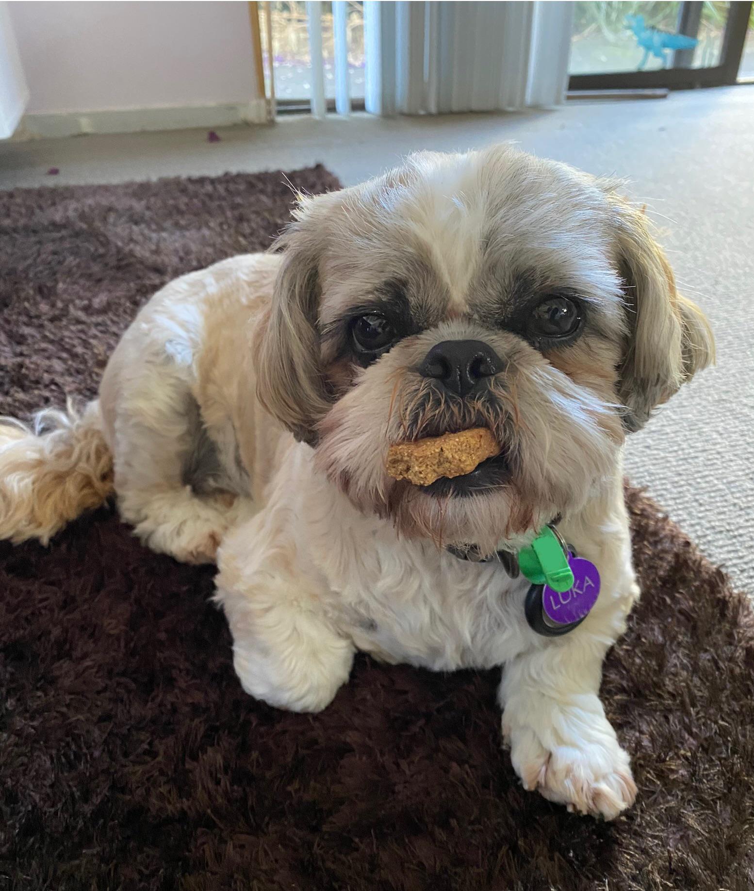 Want a bite? Luka would like to share his bikkie.. | Scrolller