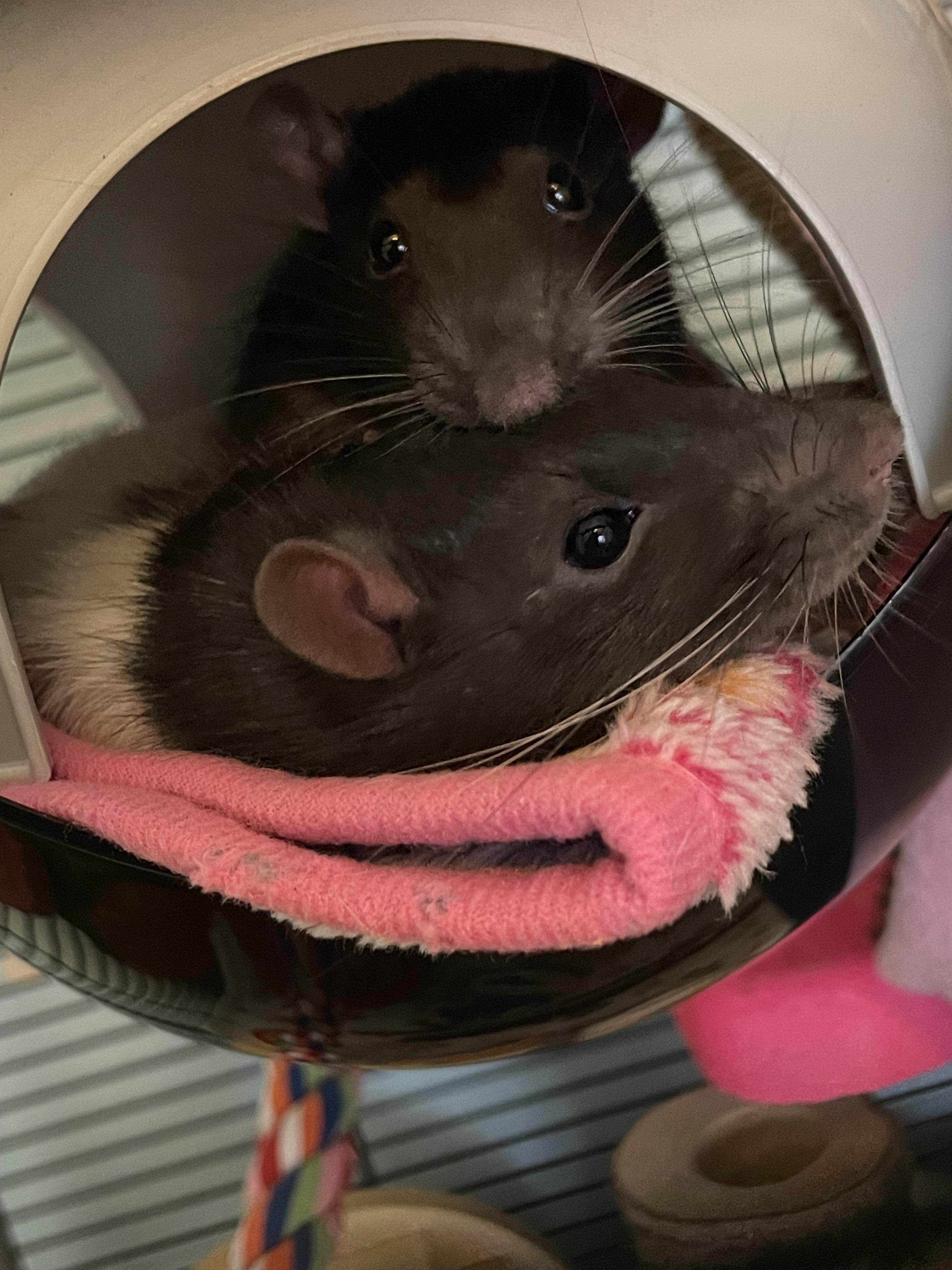 Eating tissue?? | Scrolller