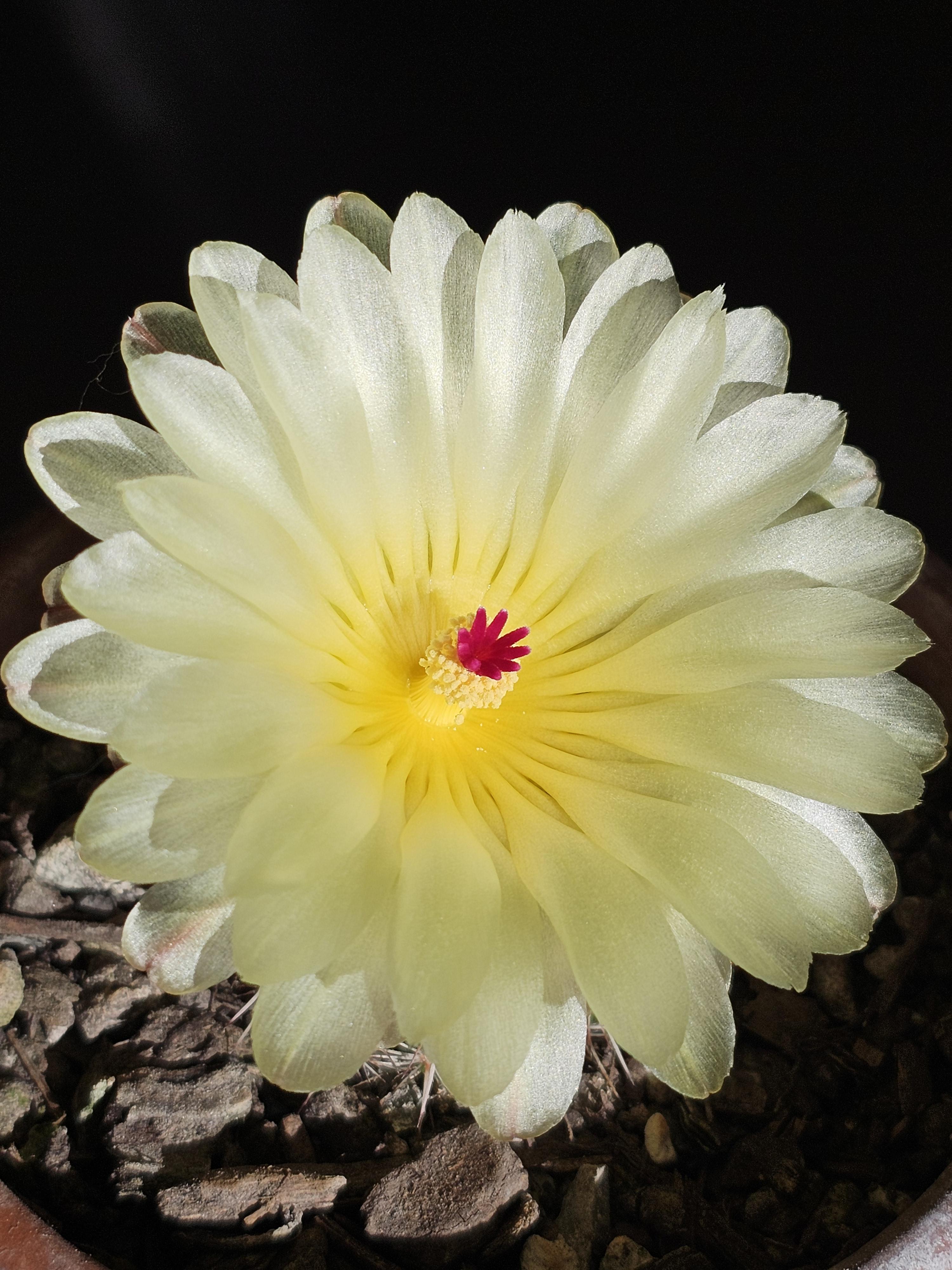 Discover more like Flowers: [TTM] The cactus on my windowsill flowered. and Related Content ...