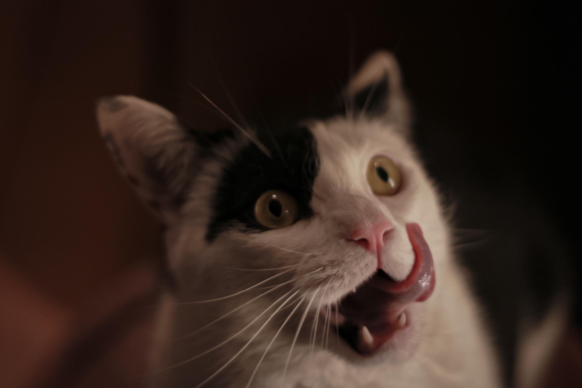 Boba/bob | Scrolller