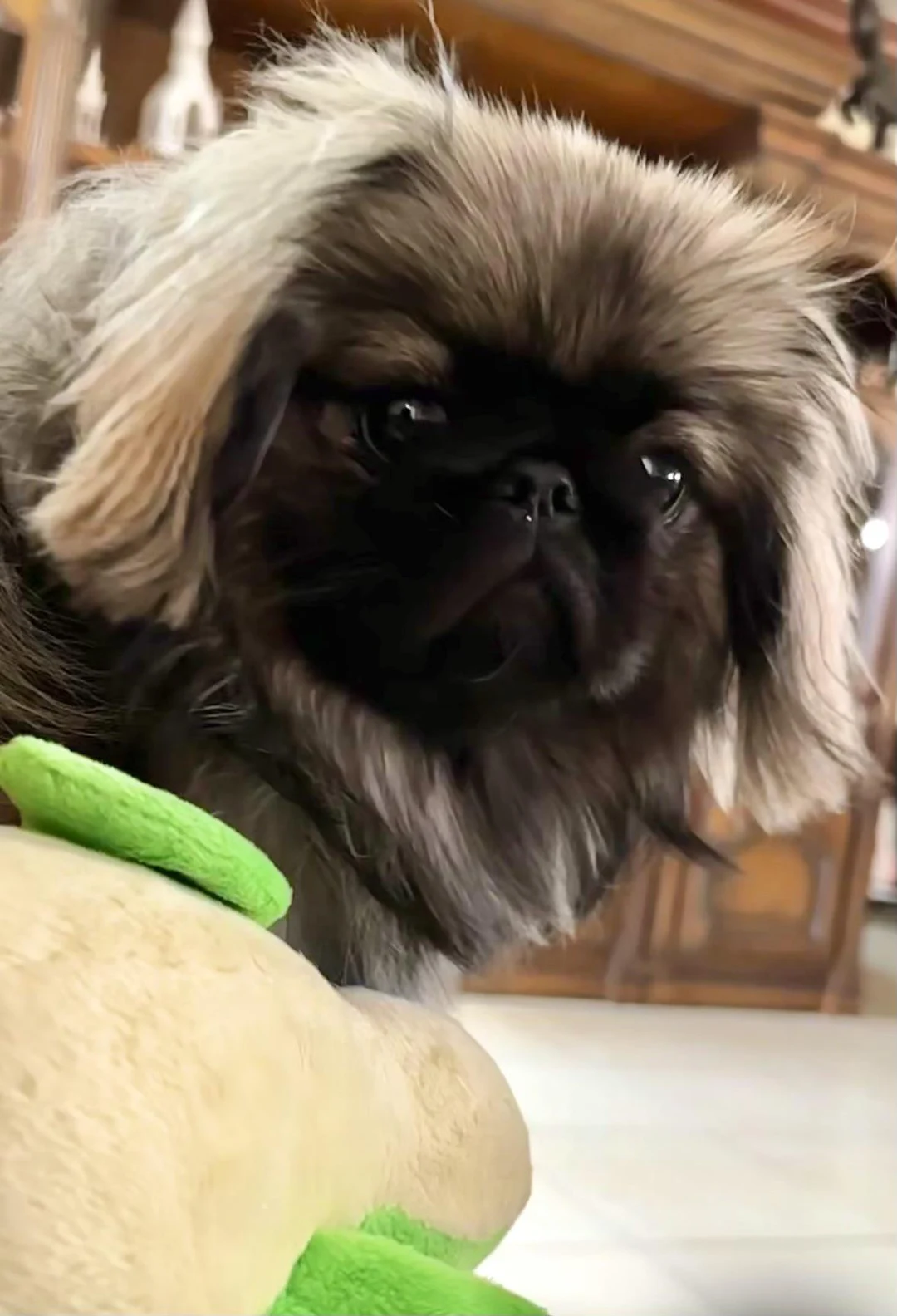 Just woke up Pupper | Scrolller