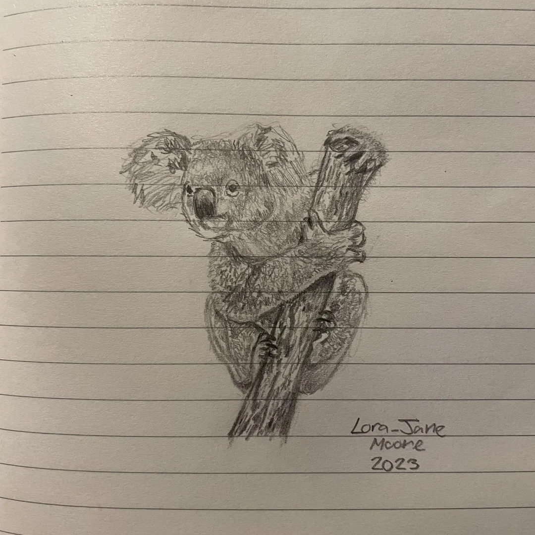 koala drawing | Scrolller
