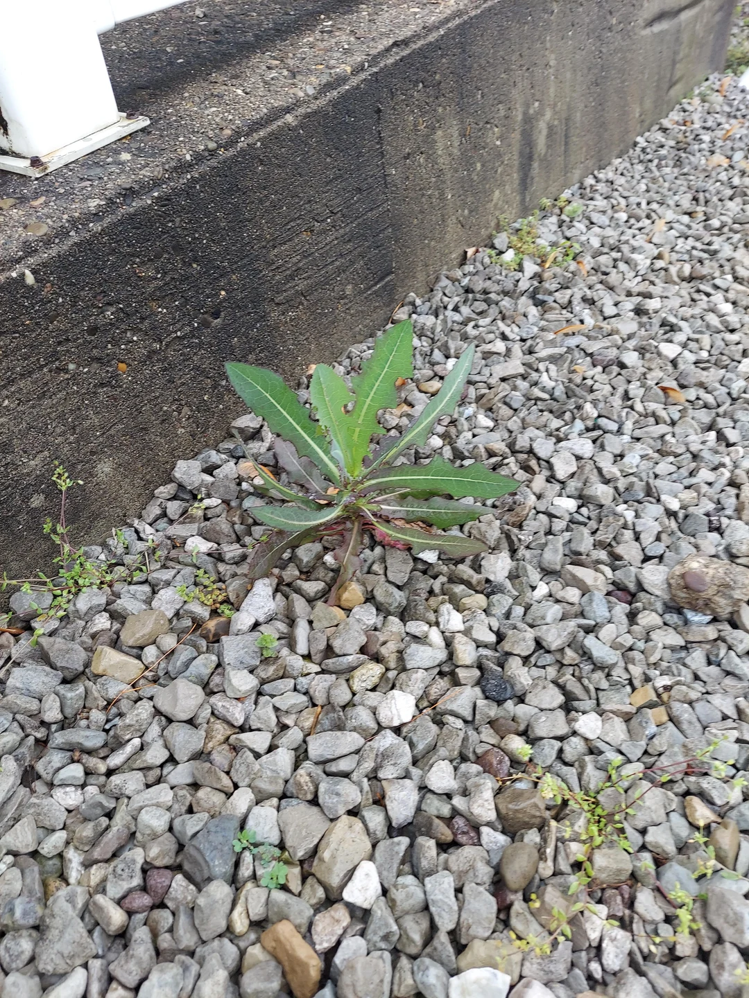 Nirnroot is everywhere. | Scrolller