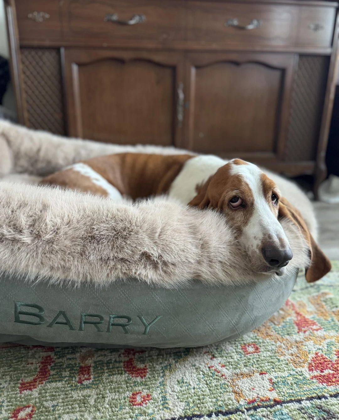 Barry got a new bed | Scrolller