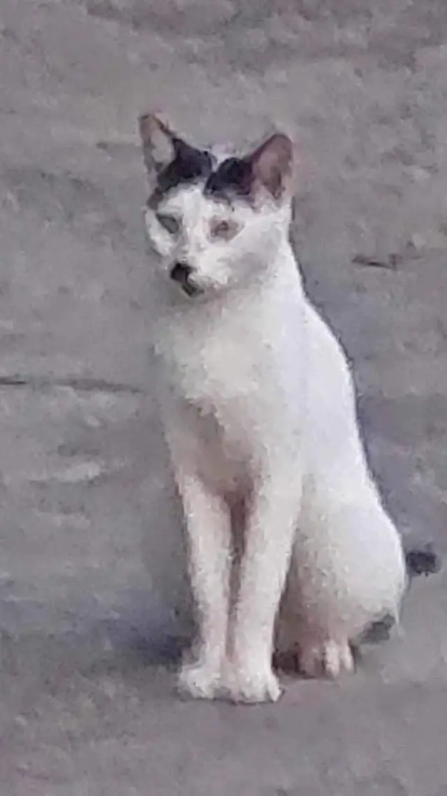 Hitler’s cat | Scrolller