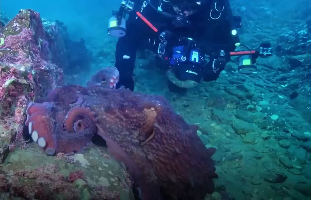 Giant Pacific octopus gives a diver quite the struggle while filming | Scrolller
