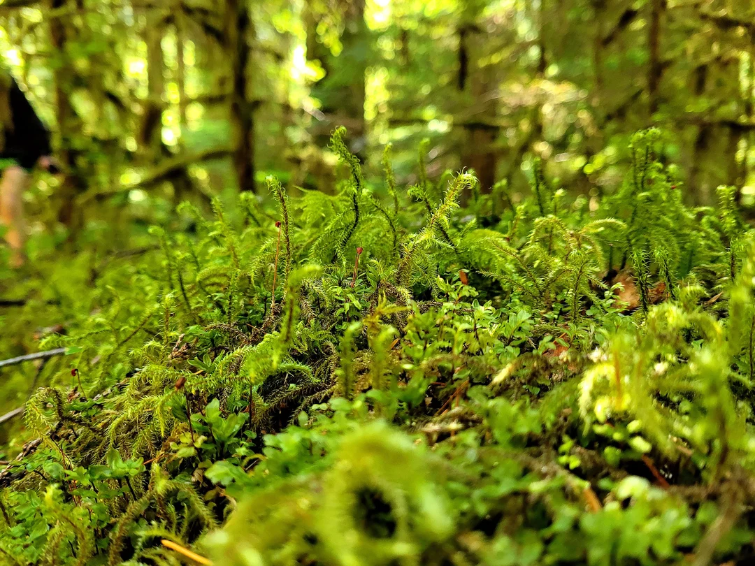 [OC] Moss, Olympic National Forest, Washington [4032×3024] | Scrolller
