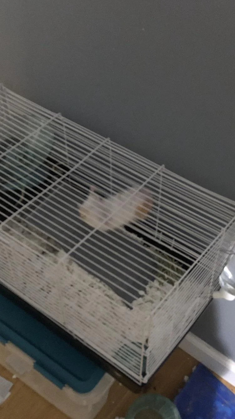 SPIDER-HAMSTER! | Scrolller