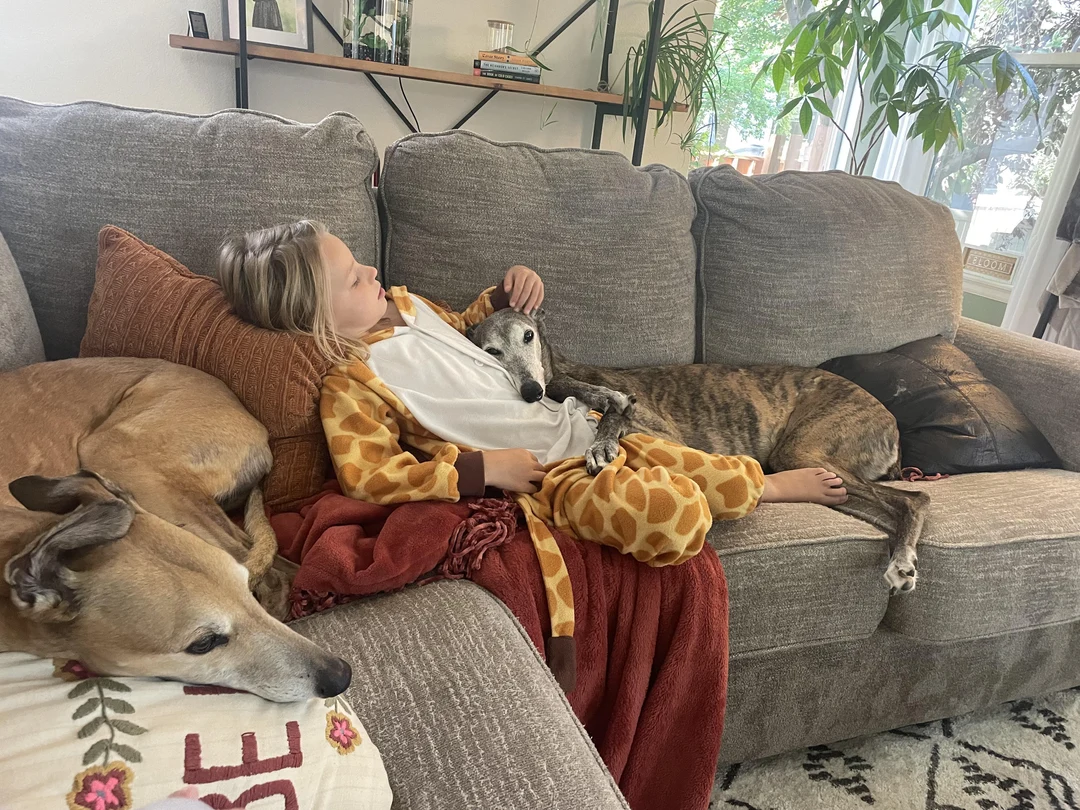 Just a dog and her giraffe | Scrolller