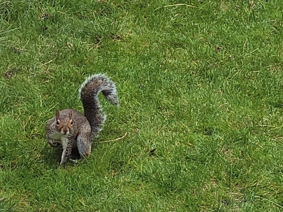 Squirrel is flexing his bicep at u/freddyfingers28 for nuts and hats | Scrolller