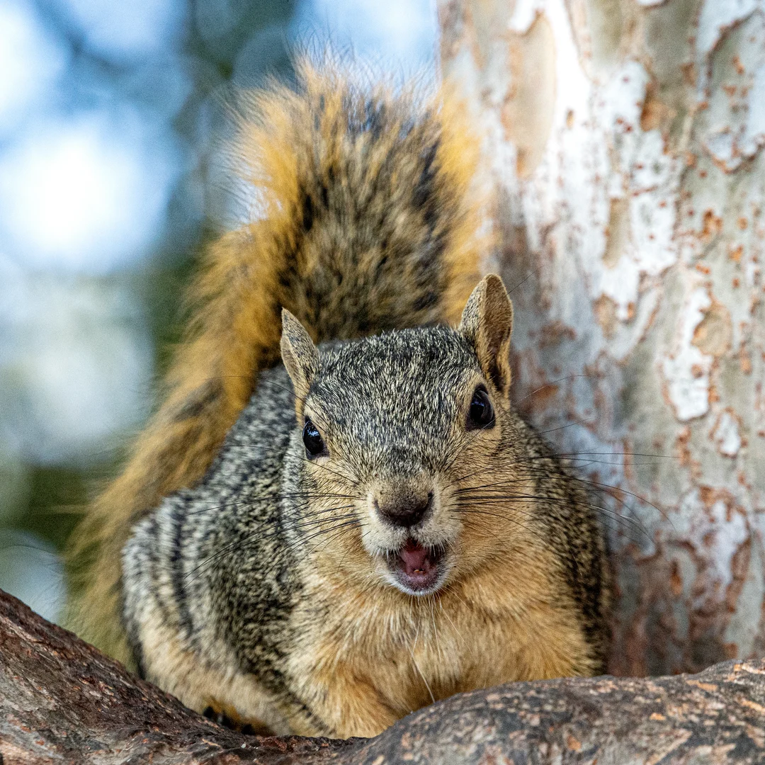 Super Happy Fun Time Squirrel | Scrolller