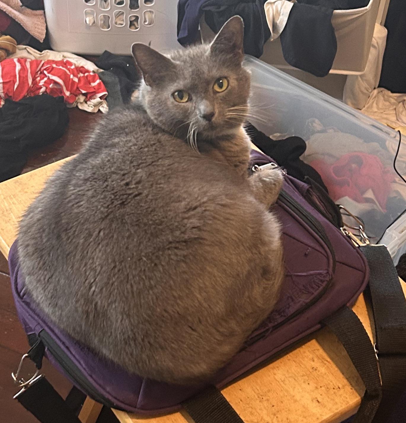 Myra really loves my laptop bag | Scrolller