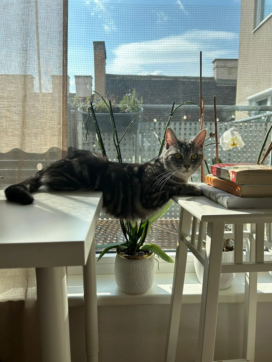 Letting that belly hang | Scrolller