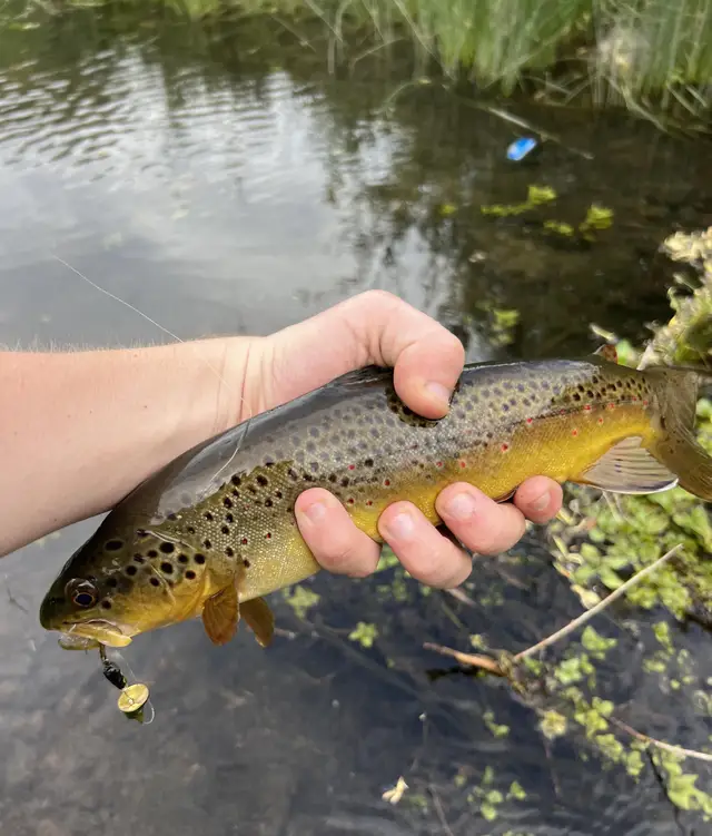 First wild brown I have caught | Scrolller