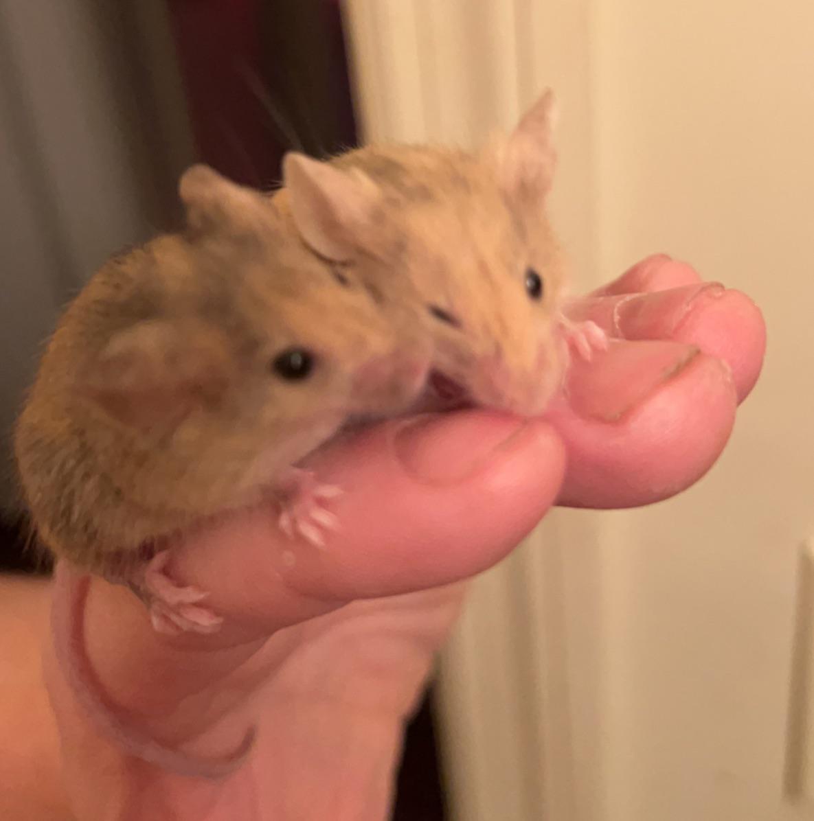 Meet Peanut’s babies | Scrolller