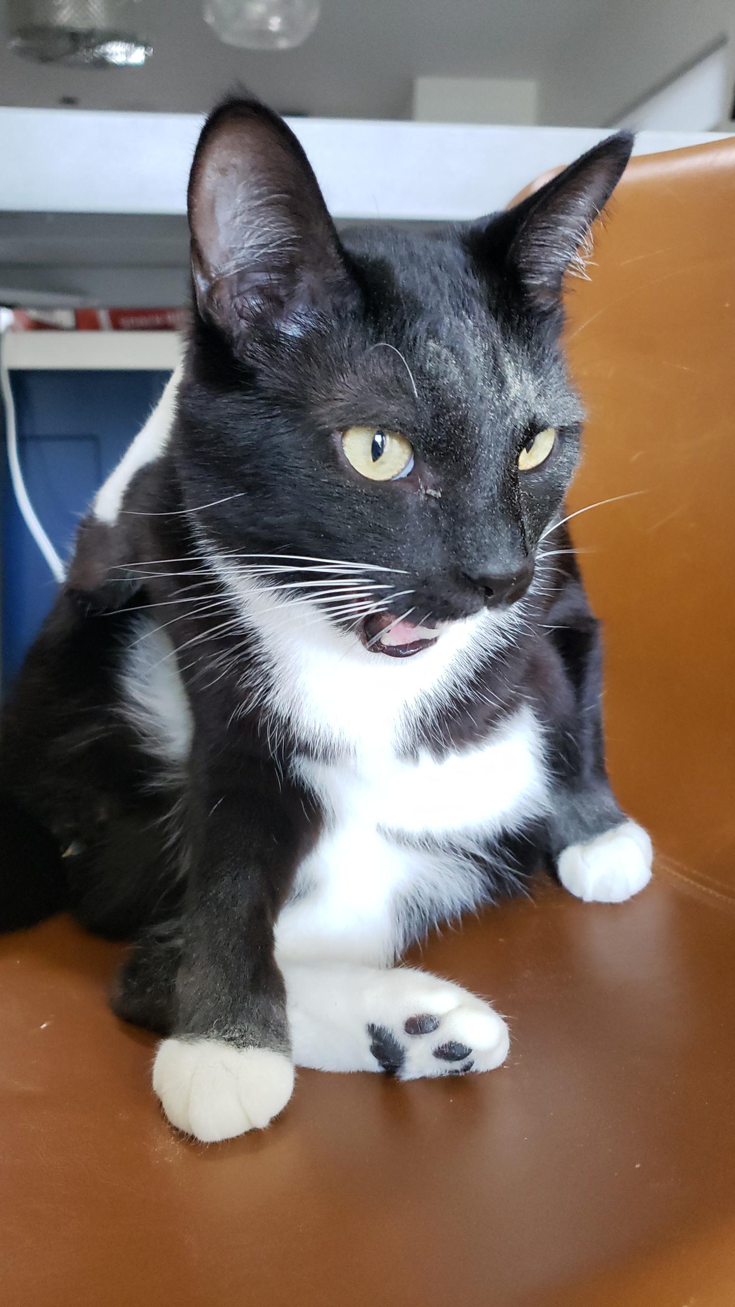 Litter box shenanigans | Scrolller