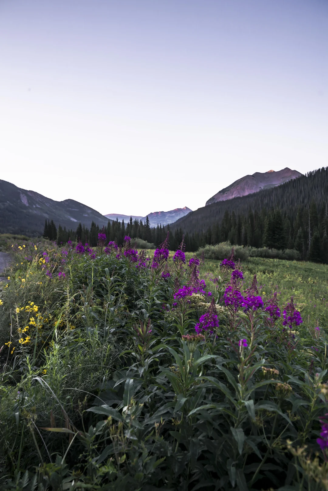 Wildflowers in Crested Butte, Colorado [OC] 5304 x 7952 | Scrolller