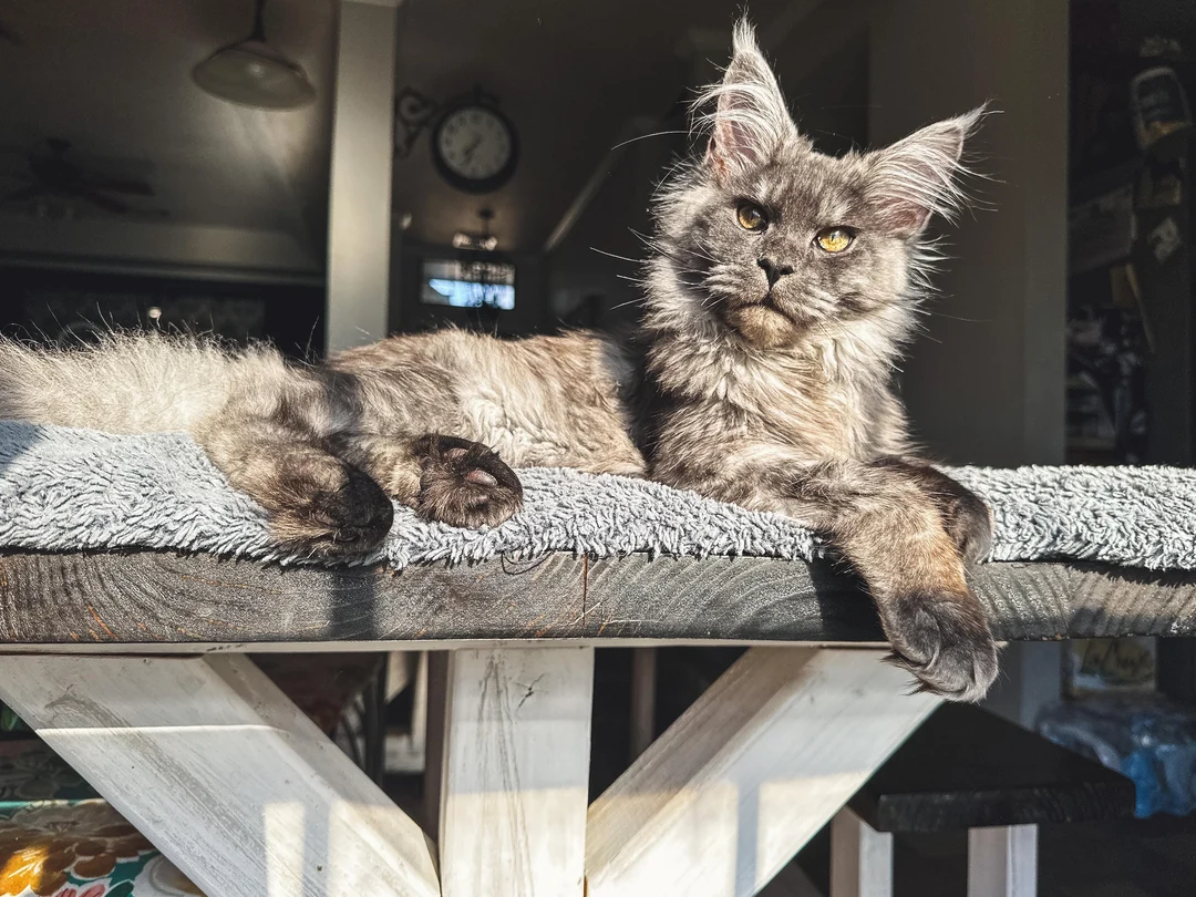 Ozzy 6 months | Scrolller