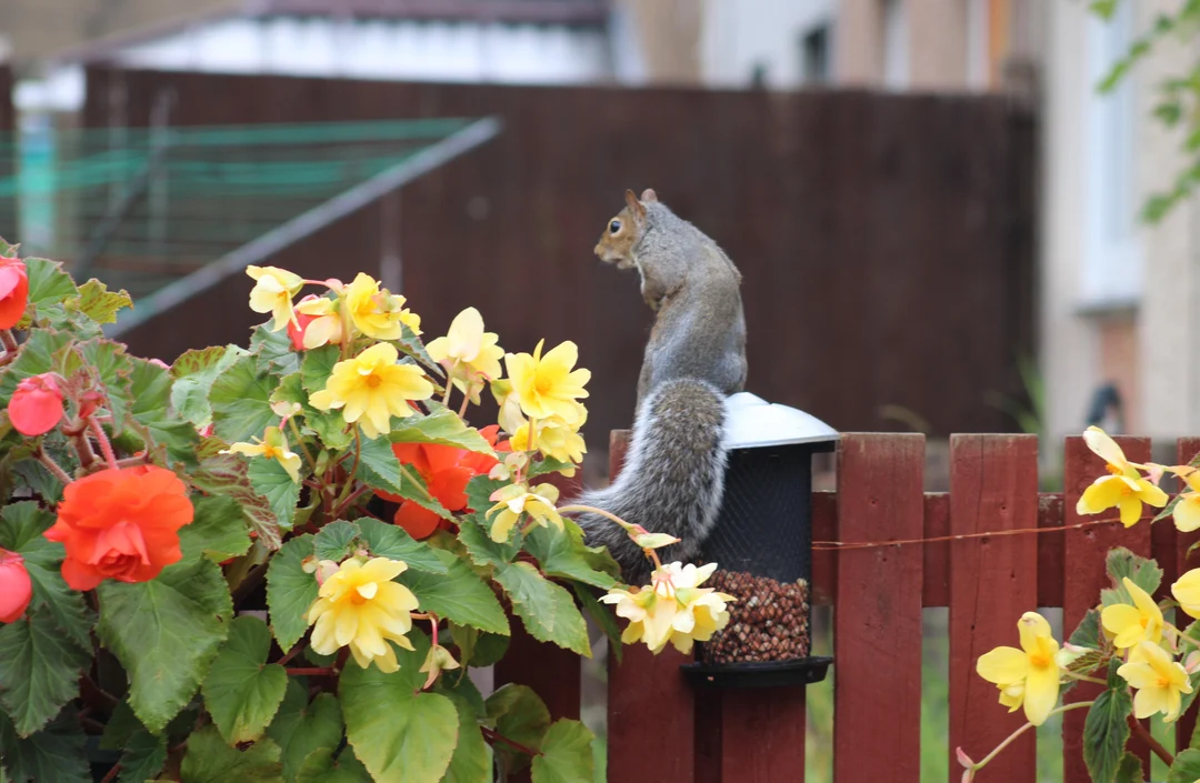 Ahh nuts | Scrolller