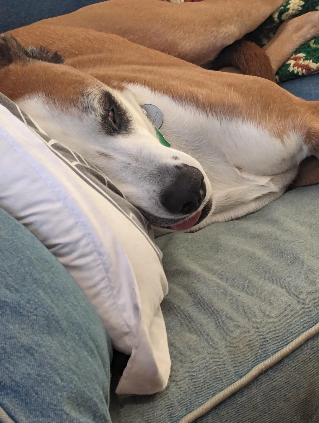 A beautiful snoring gremlin | Scrolller