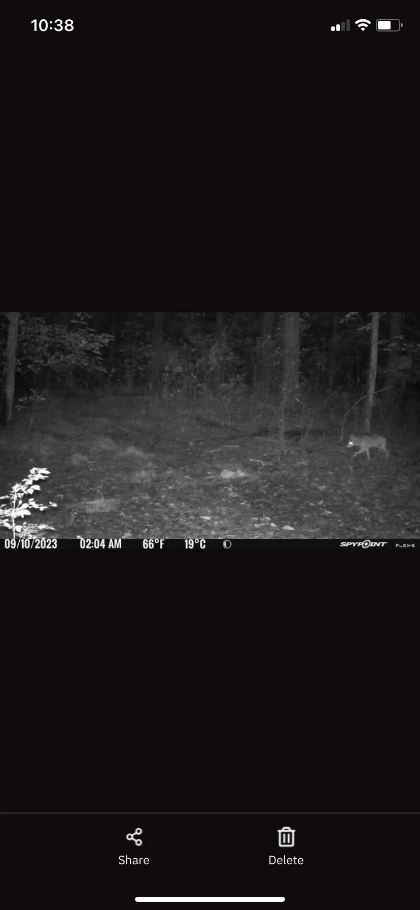 What do you think.. Bobcat or Coyote? | Scrolller