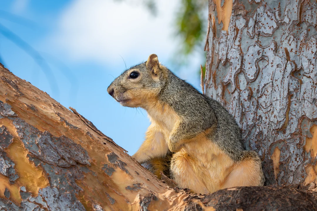 Boy Squirrel | Scrolller