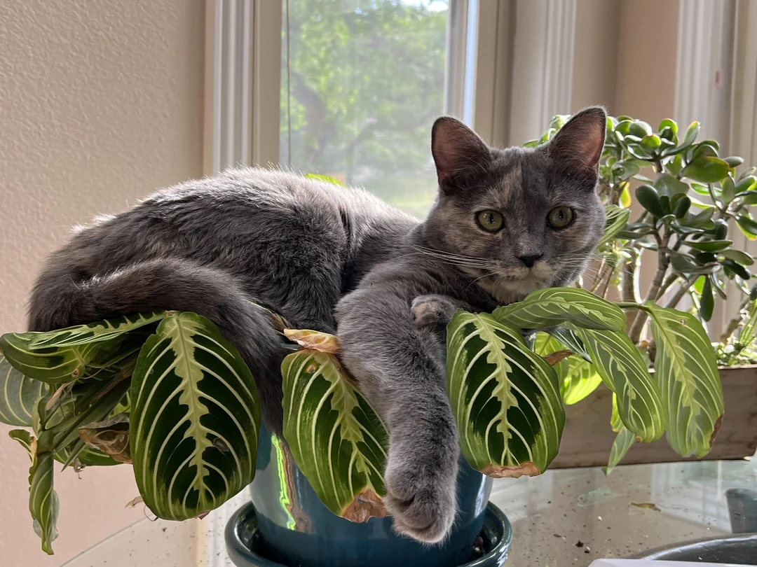 So that's why my plant is dying! 😂 | Scrolller