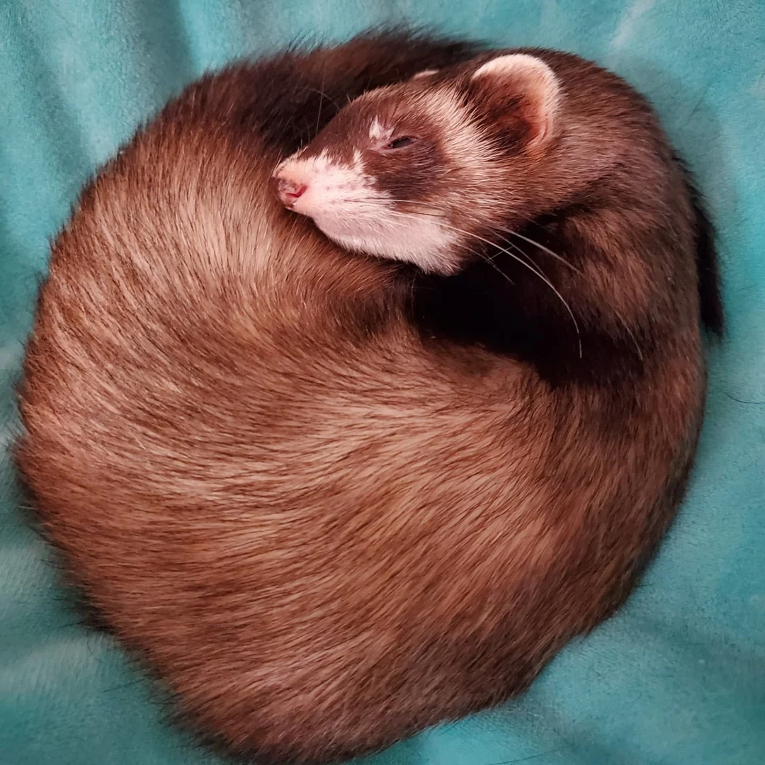 Dobby just taking a nap! | Scrolller