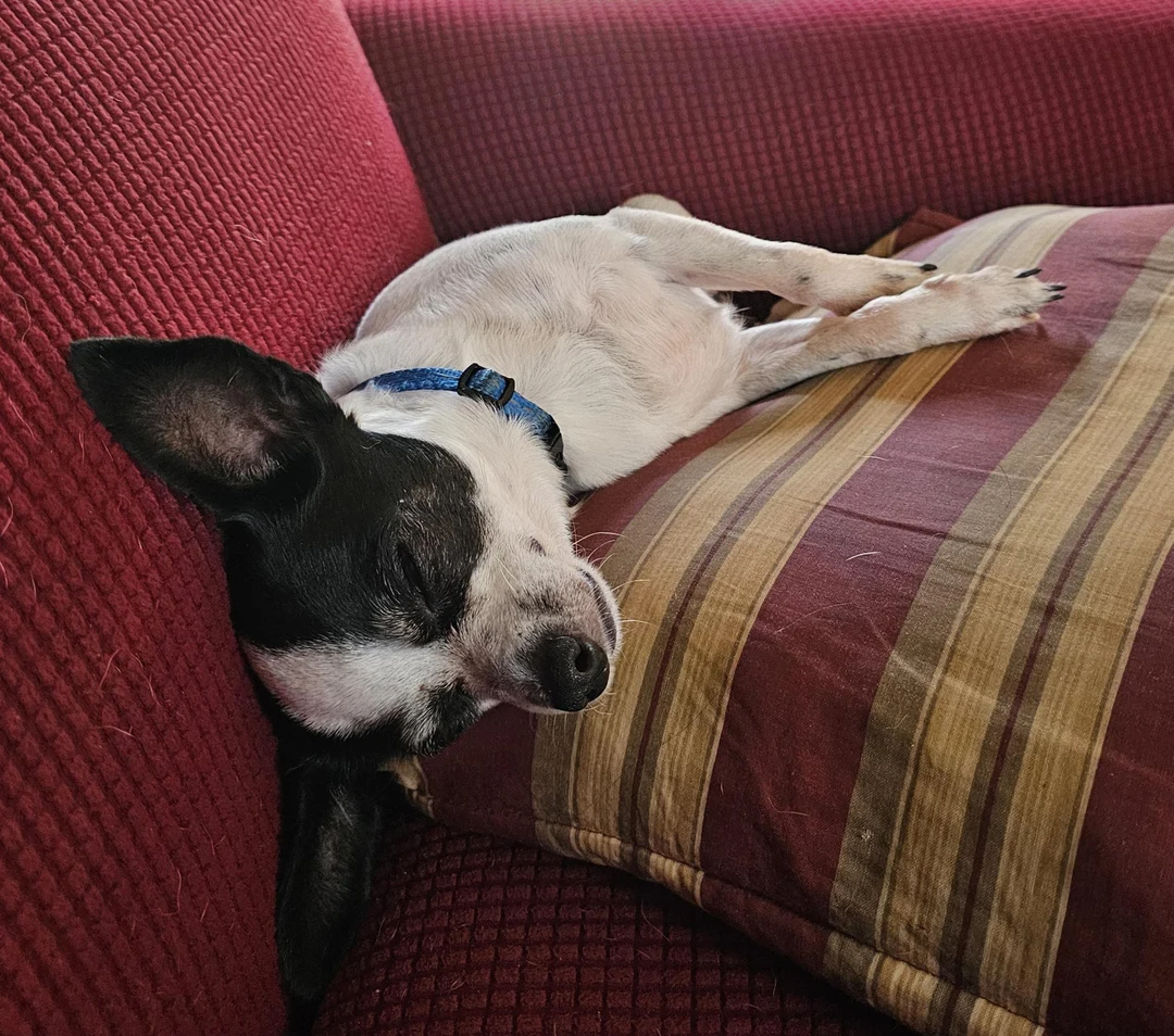 Introducing Bella | Scrolller