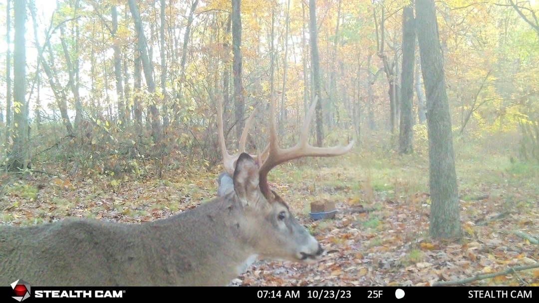 Buck from my game cam | Scrolller