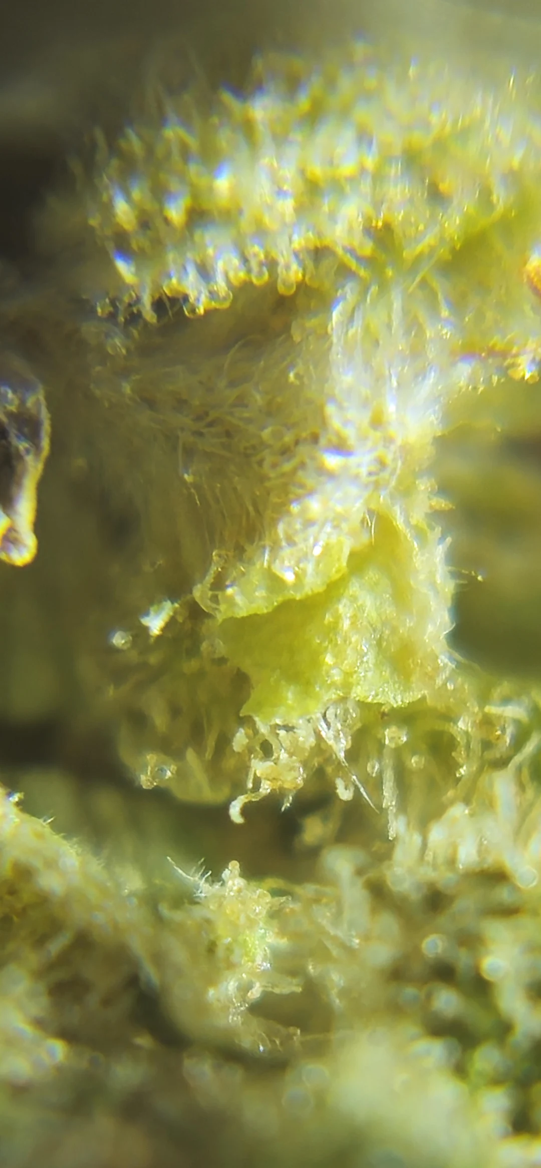 Microscopic nugs are trippy! | Scrolller