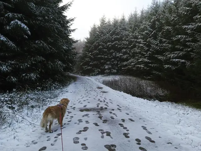 Dog Walks Scrolller