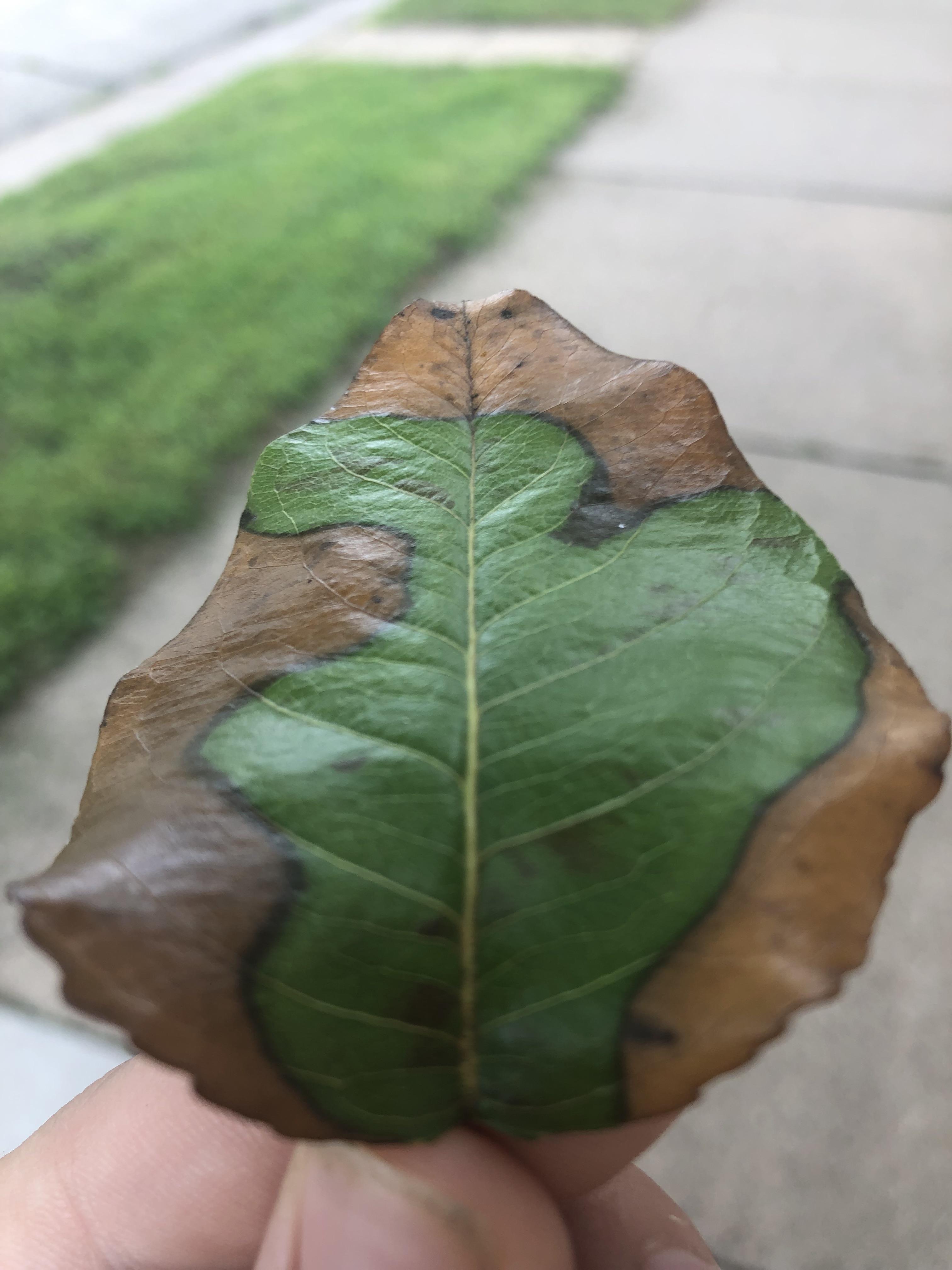 This weird leaf | Scrolller