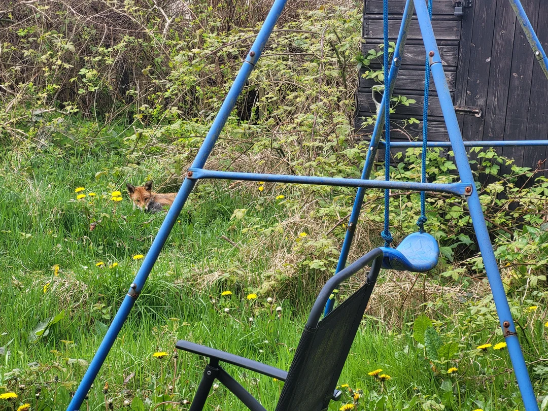 Parents neighbours overgrown garden is now someone's home | Scrolller