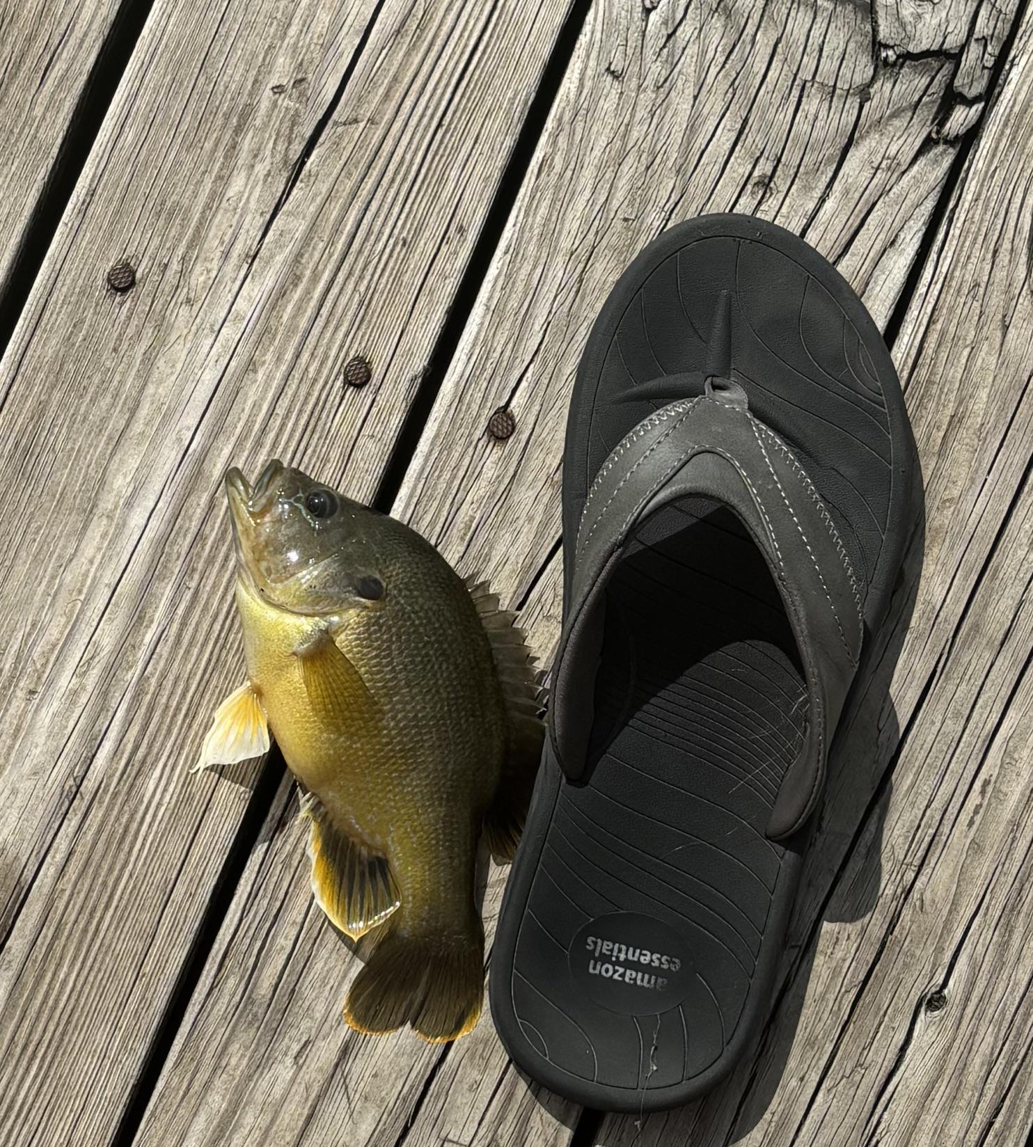 Discover more like Fishing: Panfish? and Related Content | Scrolller