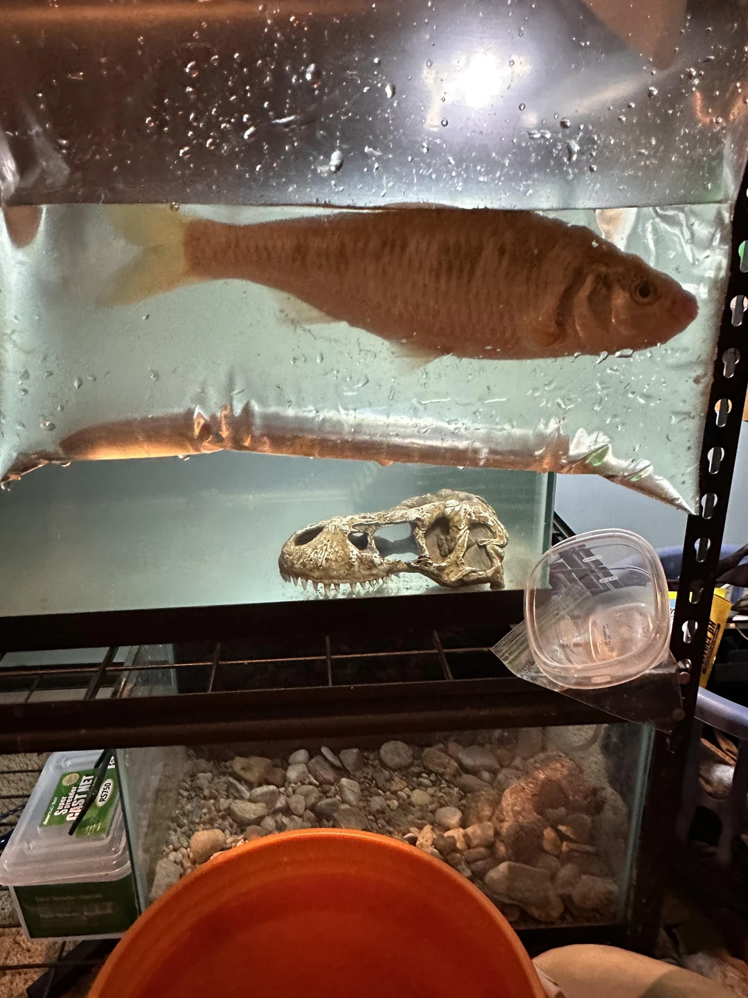 Identification help | Scrolller