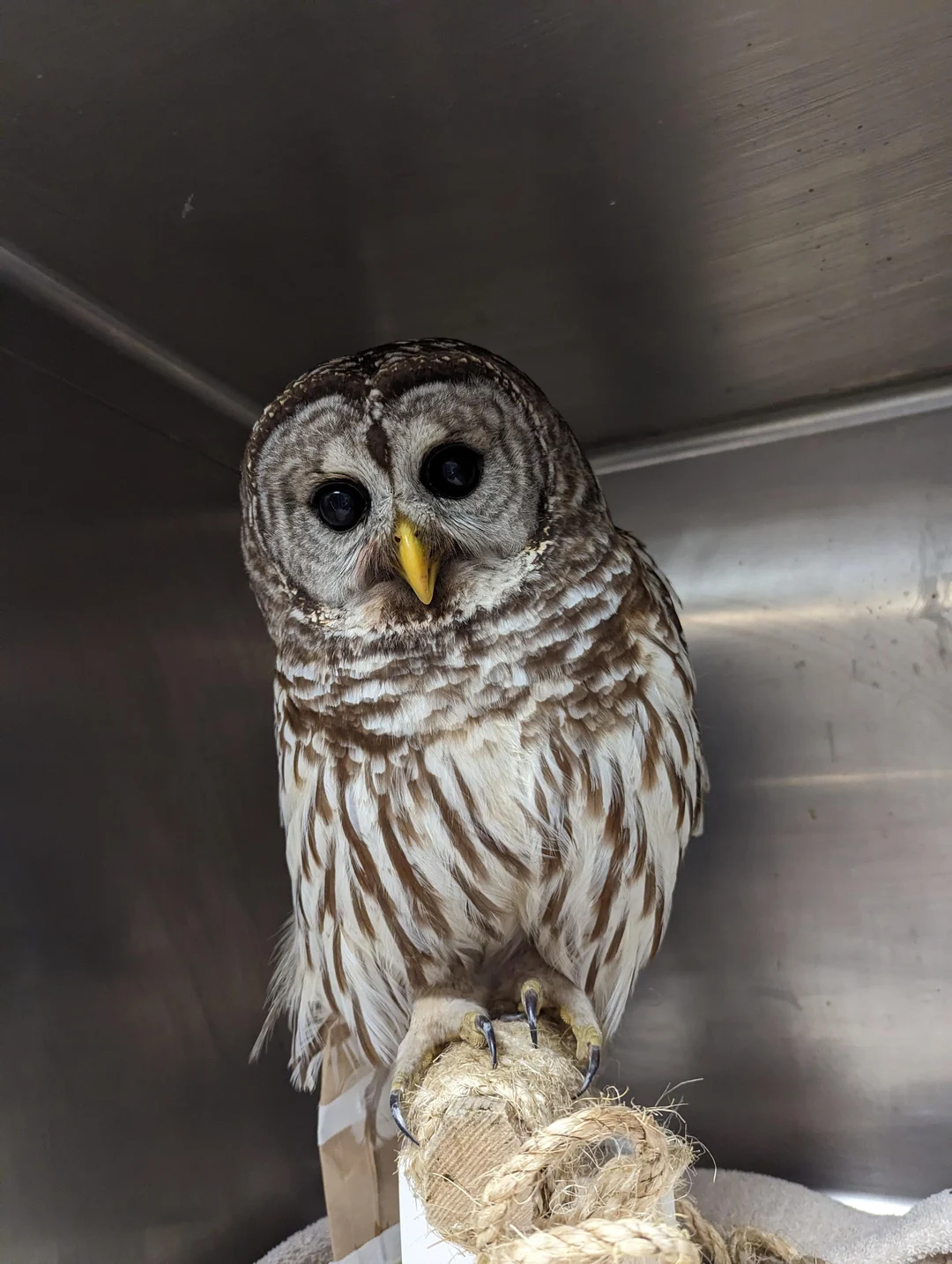 Our Barred Owl is making a great recovery! | Scrolller