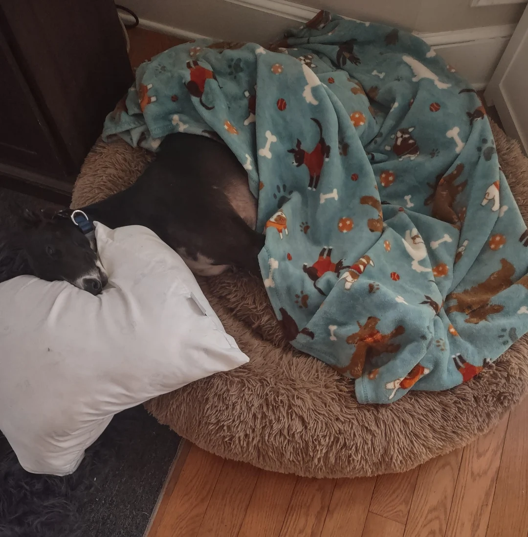 Duke is quite comfy this morning 🌄 | Scrolller